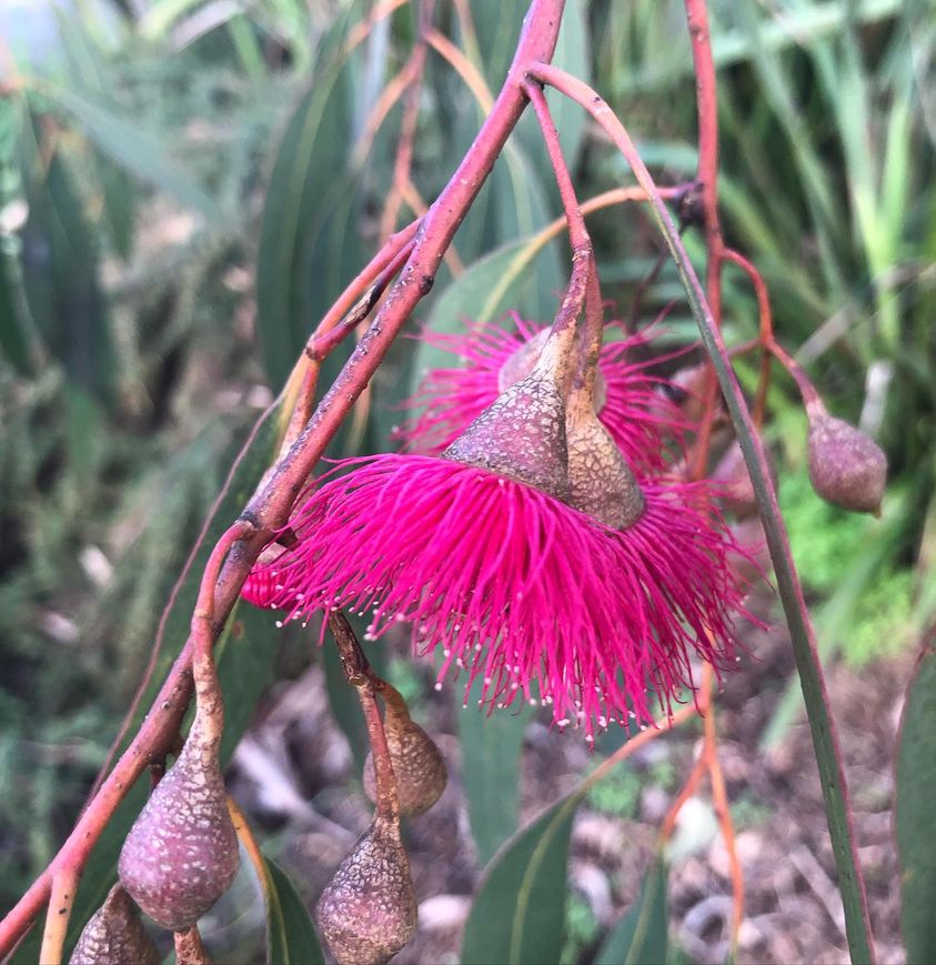 Planting the Seed Program